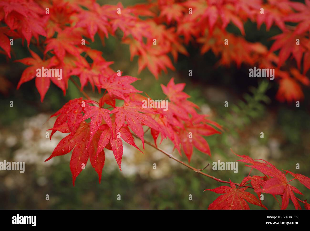 Beautiful autumn leaves that turned red in autumn in Japan. Japanese ...