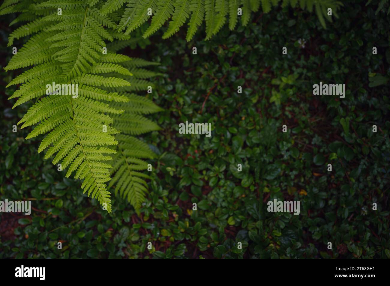 Beautiful ferns leaves green foliage. Close up of beautiful growing ...