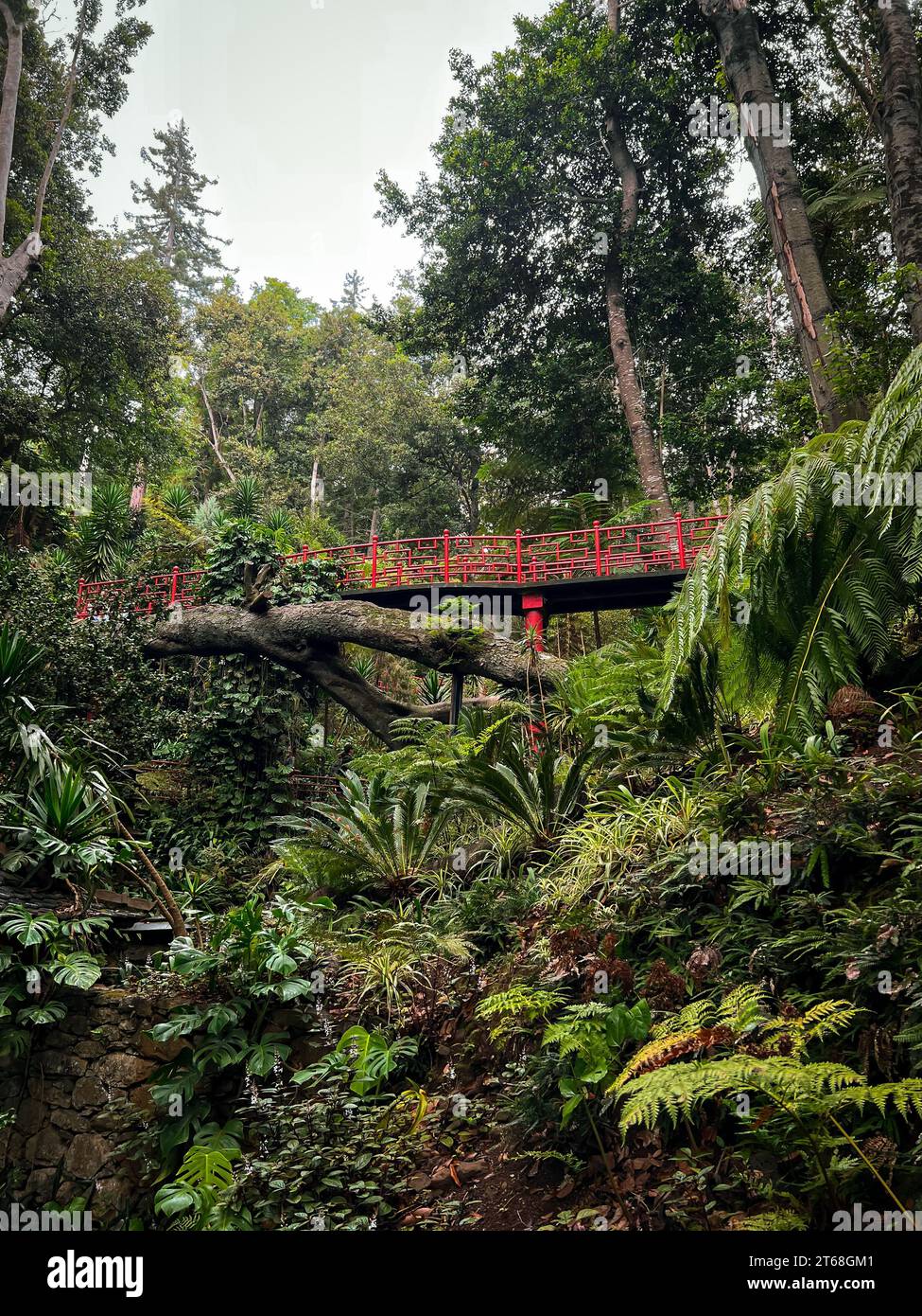 A stunning red bridge crossing over a lush forest terrain overflowing ...