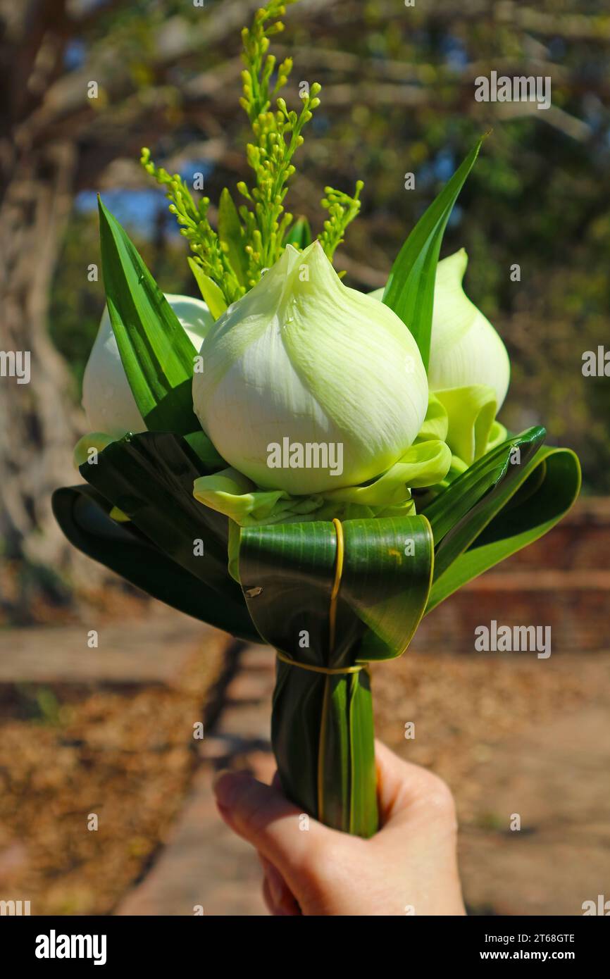 Hand holding lotus flower hi-res stock photography and images - Alamy