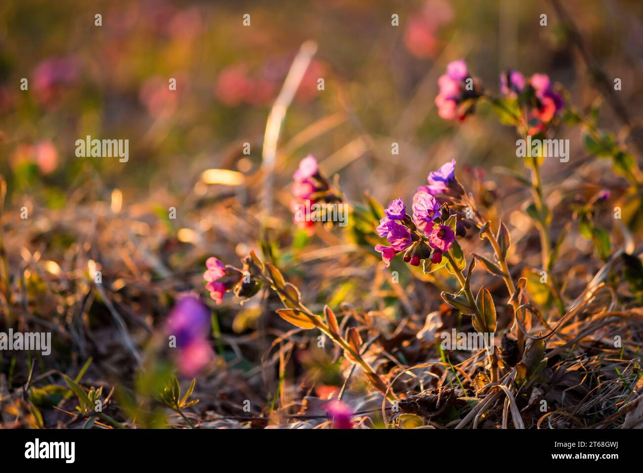 Lungwort pulmonaria sp hi-res stock photography and images - Alamy