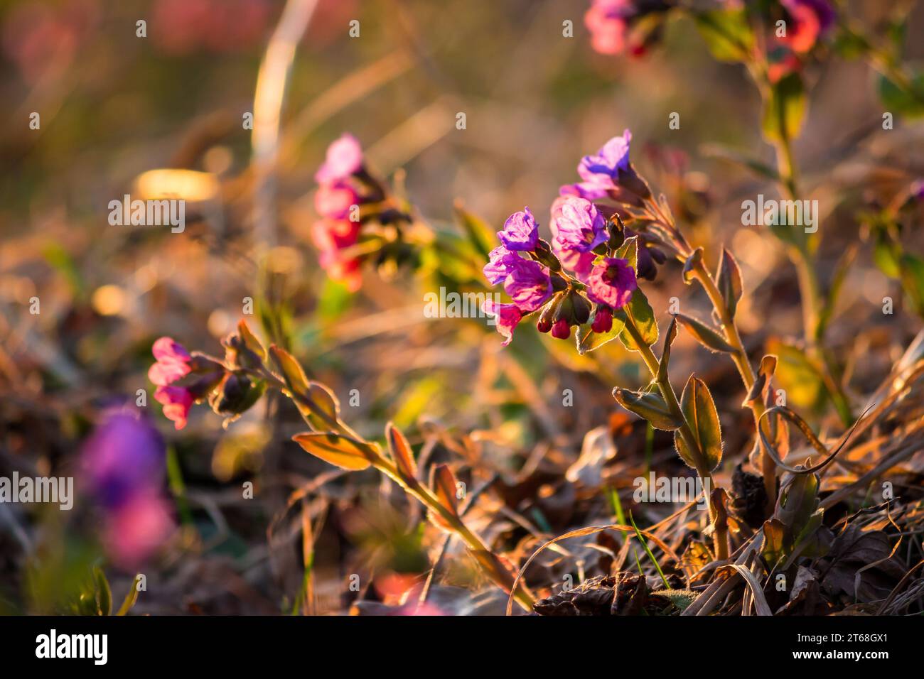 Floral background with spring blooming lungwort plant Pulmonaria sp ...