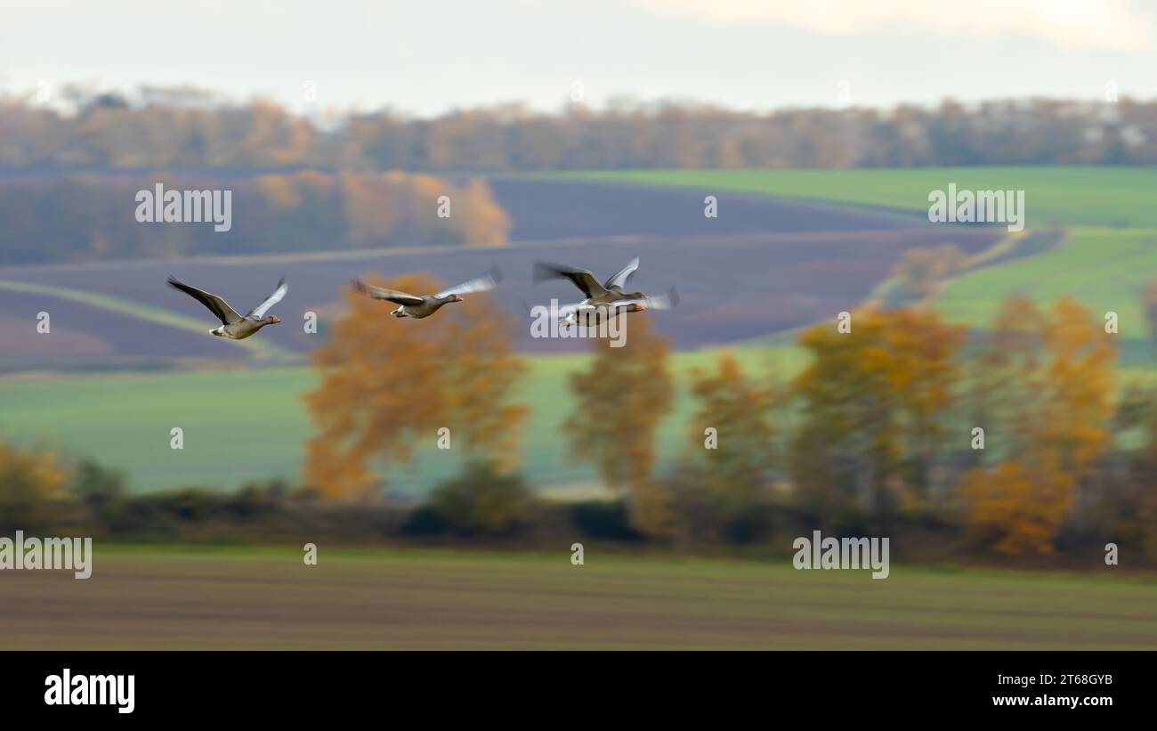 A group of wild geese Stock Photo - Alamy