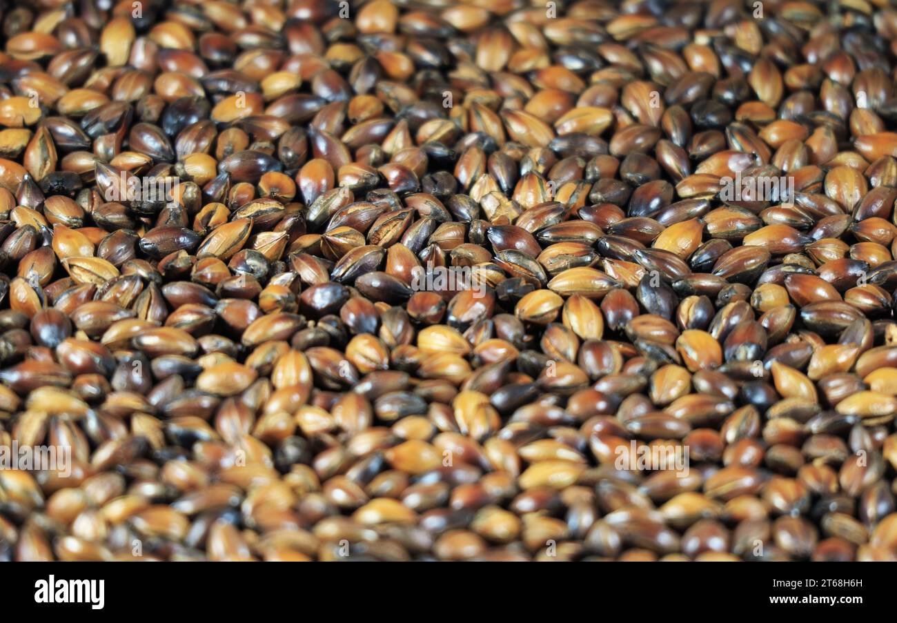 Korean bori cha hi-res stock photography and images - Alamy
