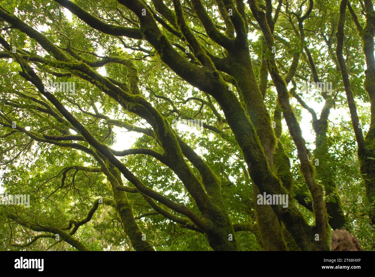 laurel forest of the canary islands. green branches of lichen and ferns ...