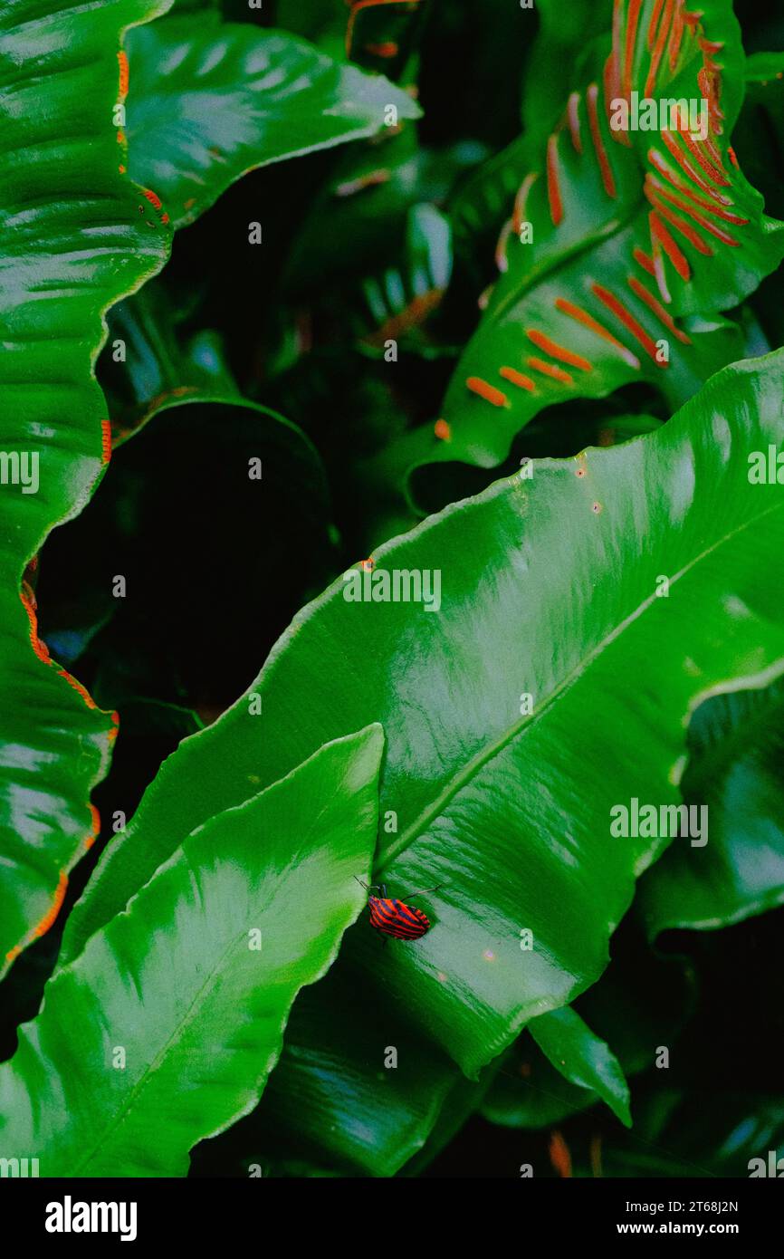 A close-up shot of a lush, green leafy plant with bright red striped ...