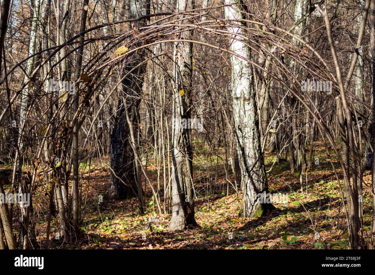 Arch of bent young trees in the forest, bowed branches Stock Photo - Alamy