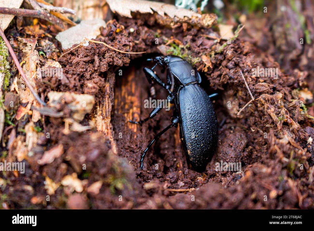 Large black Carabus coriaceus beetle on a rotten stump after winter ...