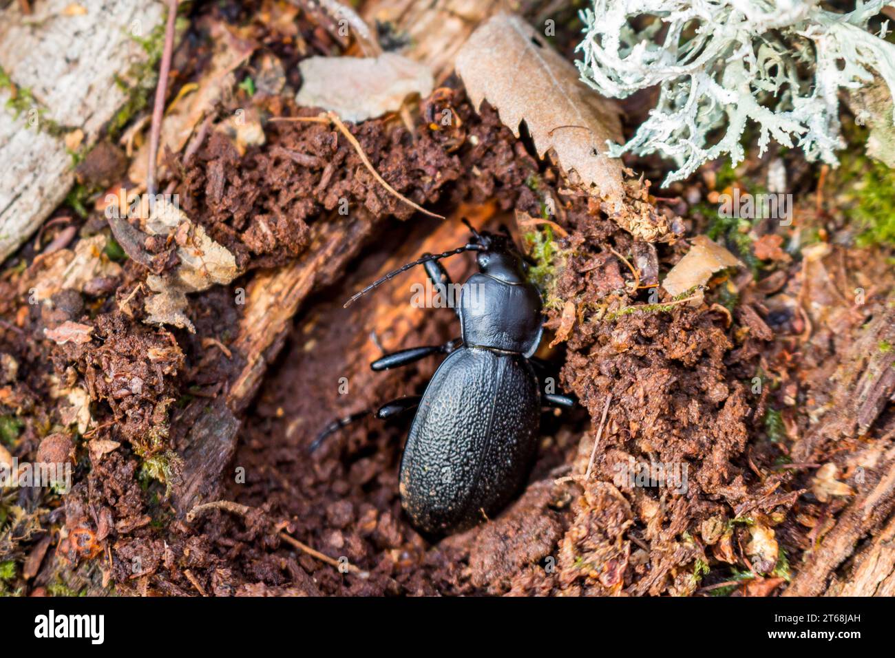 Large black Carabus coriaceus beetle on a rotten stump after winter ...