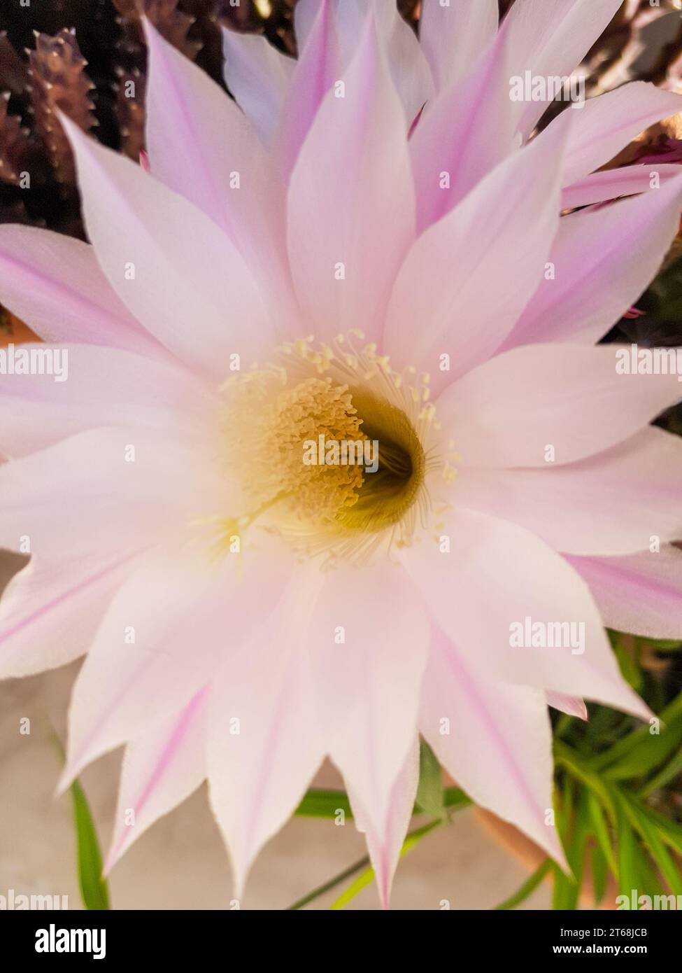 Purple cactus flower called queen of knight and lives in jordan Stock ...