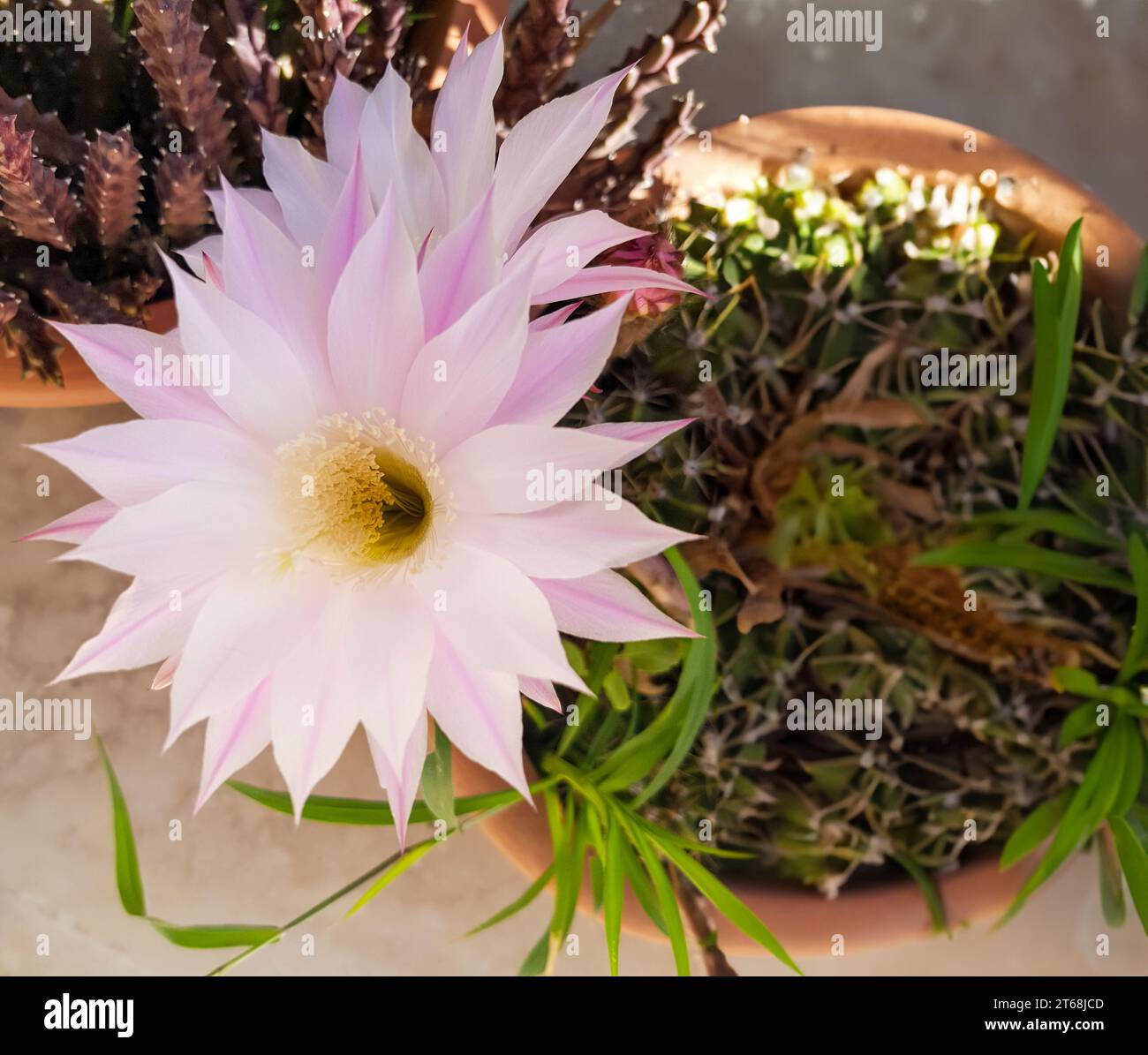 Purple cactus flower called queen of knight and lives in jordan Stock ...