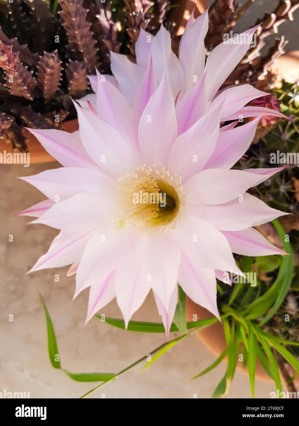Arabian desert flowers hi-res stock photography and images - Alamy