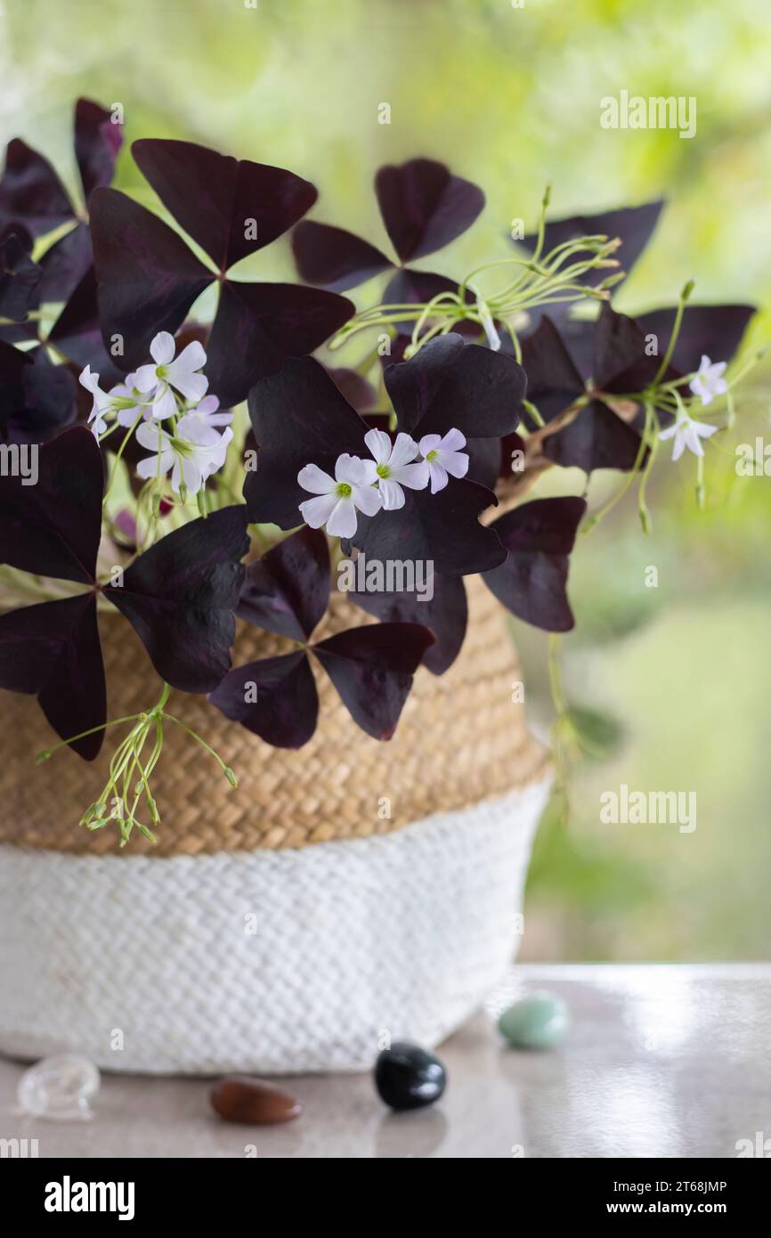 Tropical potted plant. Purple Shamrock potted plant on the balcony ...