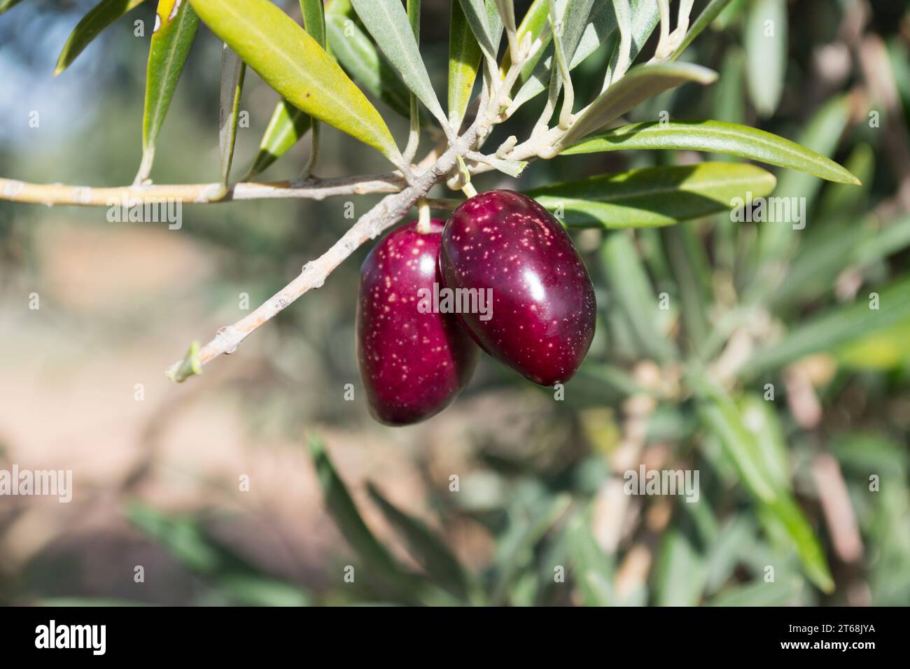 Cosecha de aceitunas hi-res stock photography and images - Alamy
