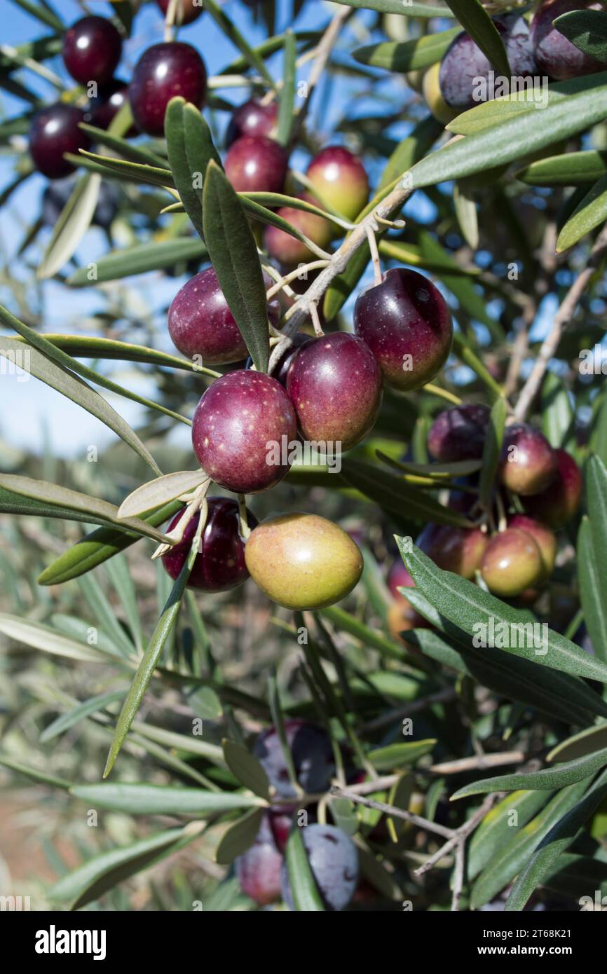 Aceitunas rojas hi-res stock photography and images - Alamy