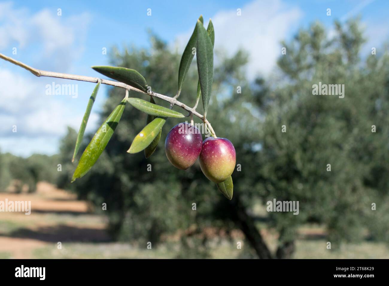 Cosecha de oro para hi-res stock photography and images - Alamy