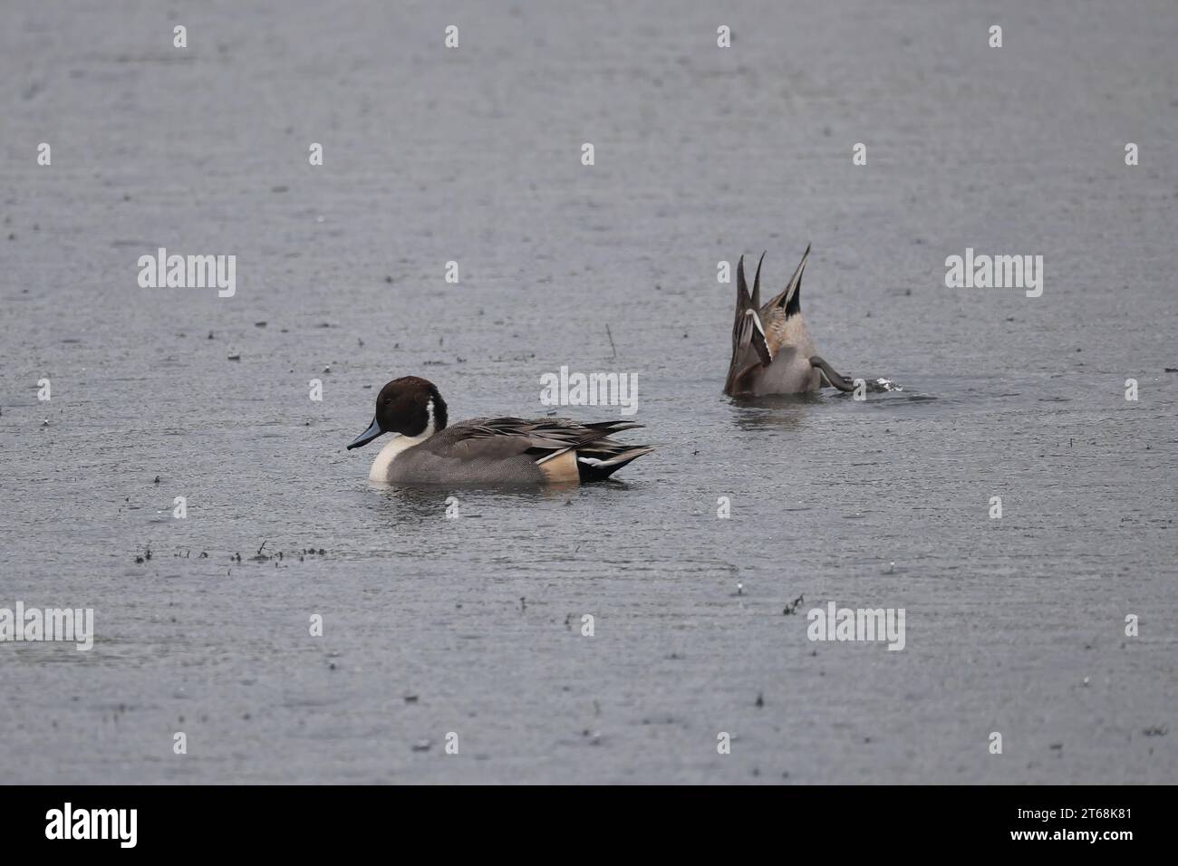 The two pintail ducks feeding in the rain Stock Photo - Alamy
