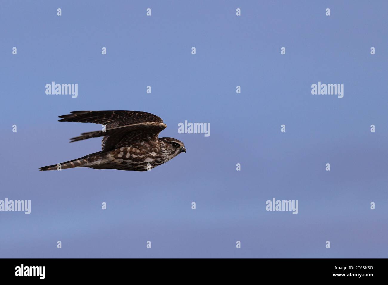 A majestic merlin soaring through the sky, Falco columbarius Stock ...