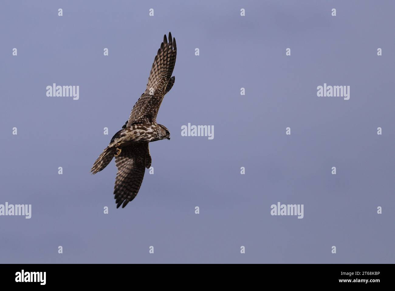 Majestic merlin hi-res stock photography and images - Alamy
