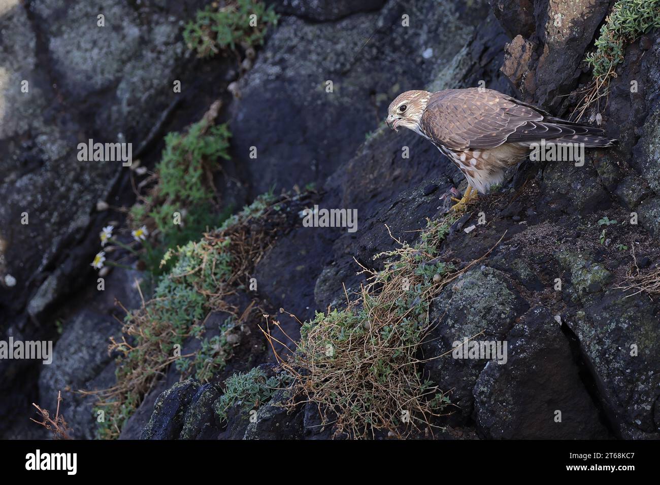 Merlin rock hi-res stock photography and images - Alamy