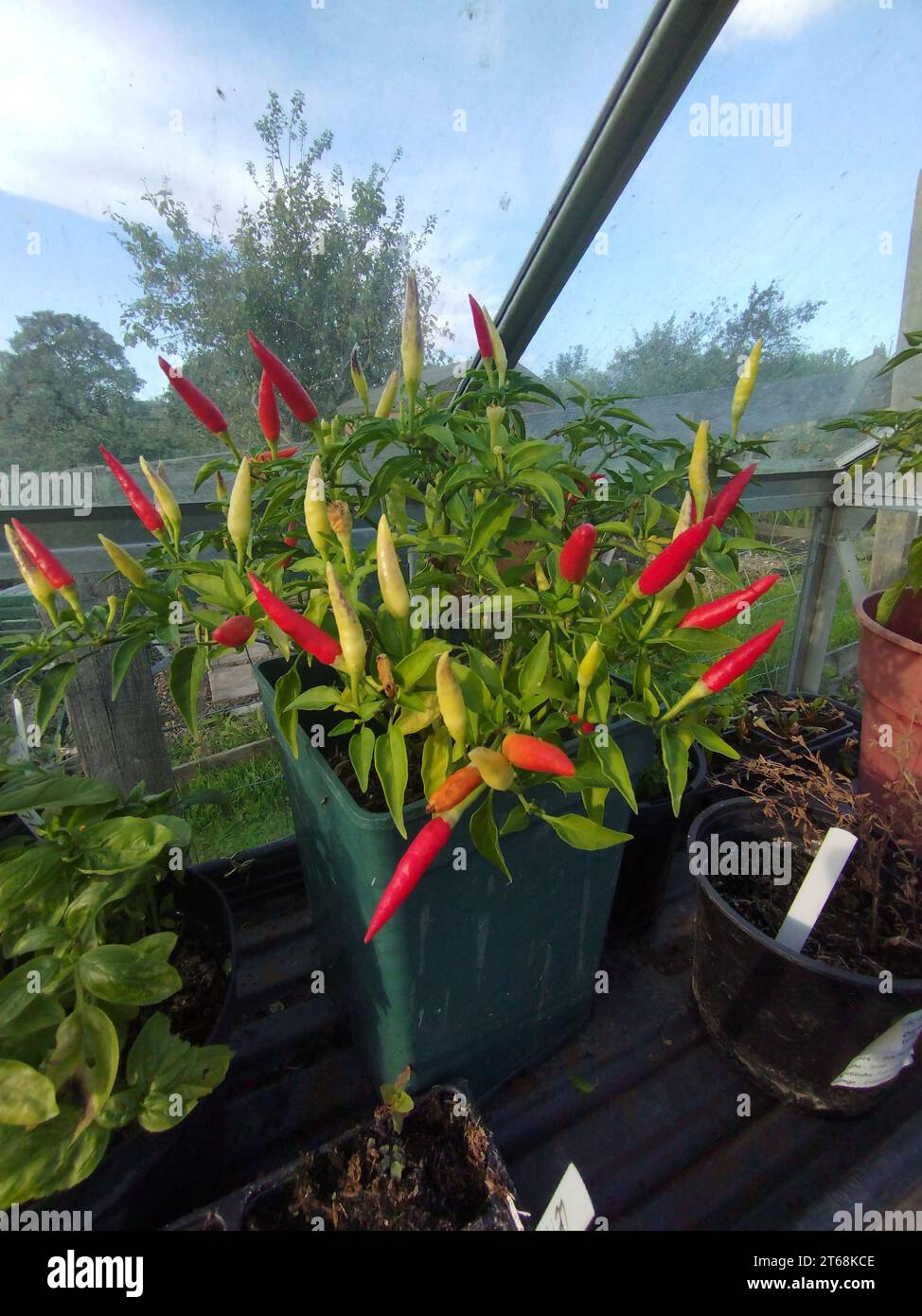 A colorful array of healthy plants growing in a greenhouse setting ...