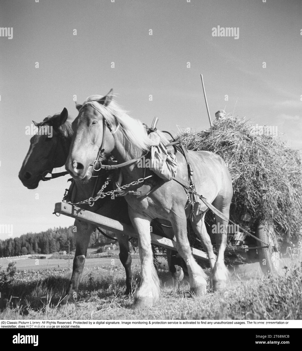 Farming in the 1940s. Two horses are pulling a carriage of the ...