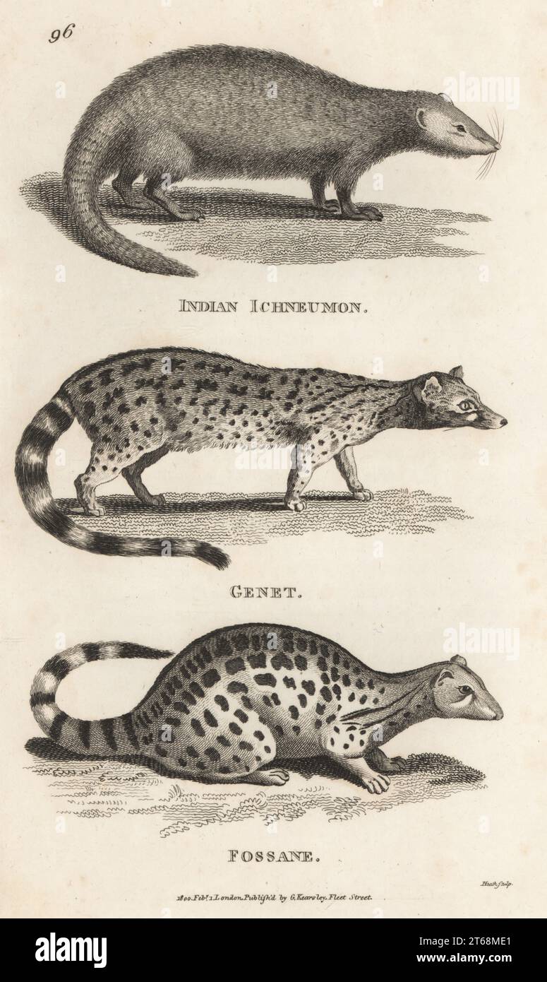 Indian grey mongoose, Urva edwardsii, genet, Genetta genetta, and ...