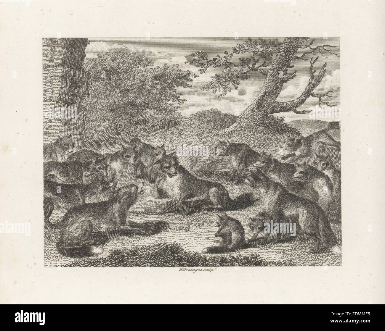 The Fox at the Point of Death. A fox leaning its head on its left ...