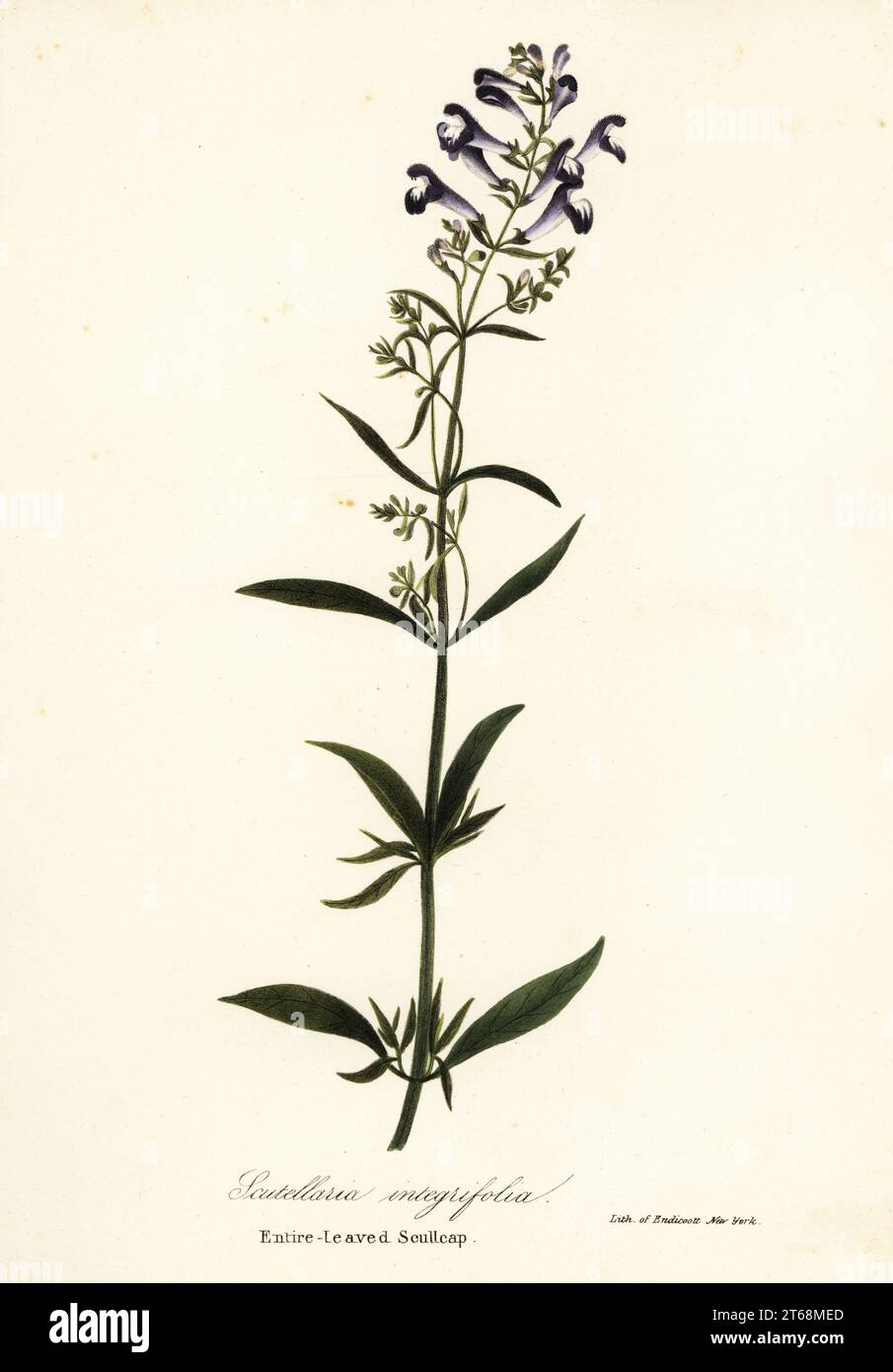 Helmet flower, helmet skullcap or entire-leaved scullcap, Scutellaria ...