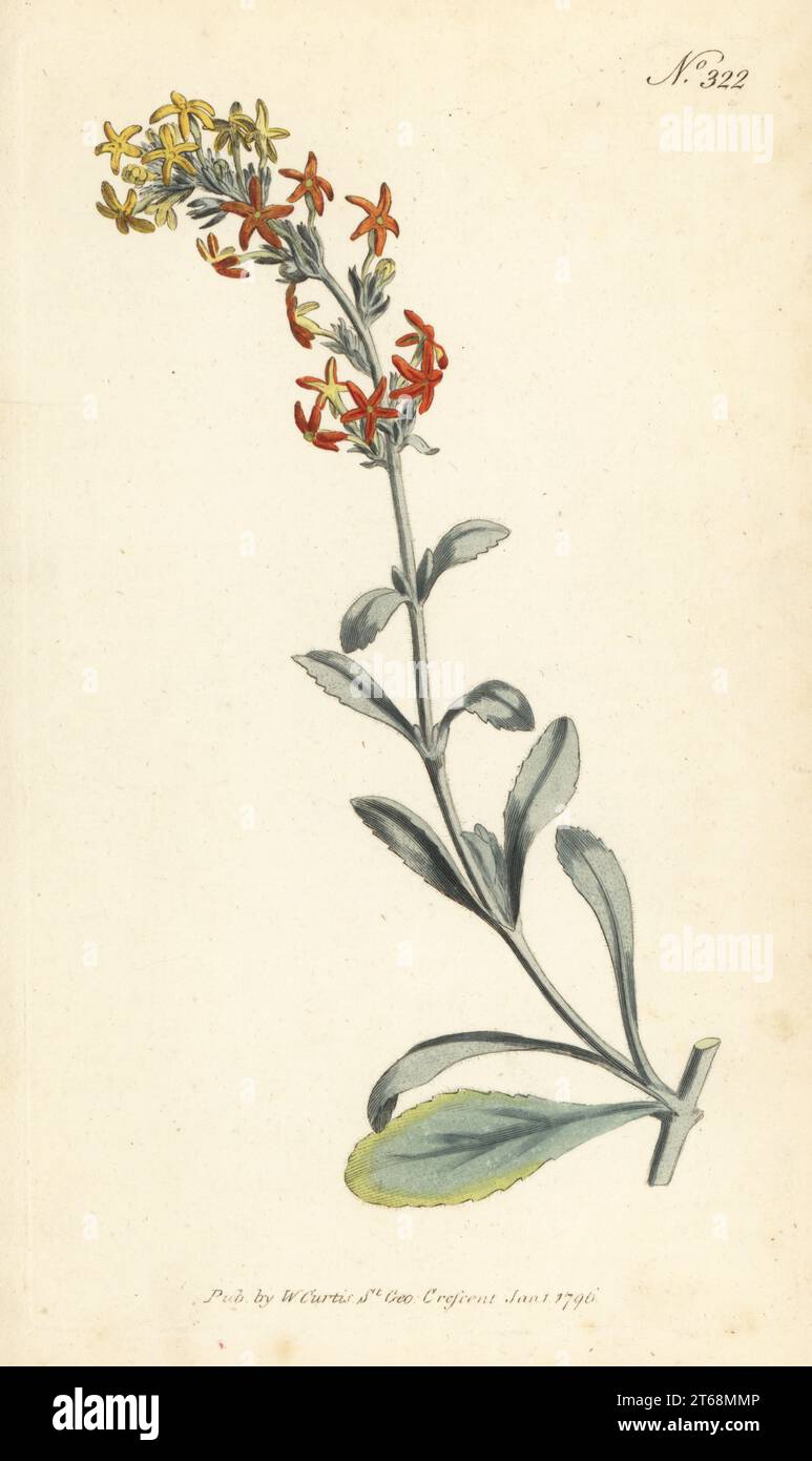 Woolly manulea, Manulea tomentosa. Native to the Cape, South Africa ...