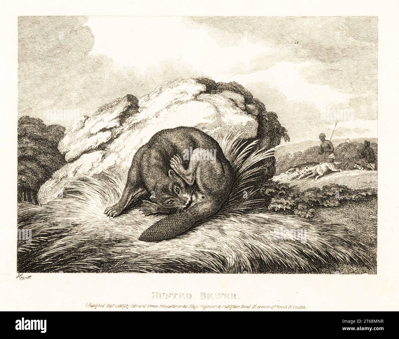 A beaver biting off its own tail to escape from hunters. Behind it ...