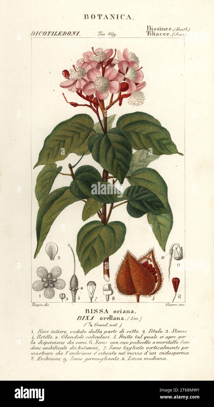 Achiote, lipstick tree or annatto plant, Bixa orellana. Bissa oriana ...