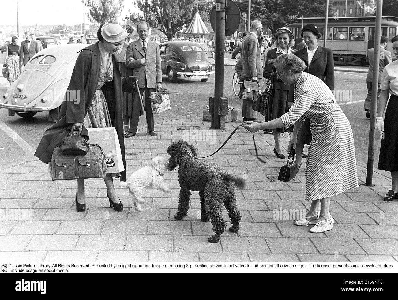 Fashionable in the 1950s. A young woman wears a typical 1950s coat. She ...