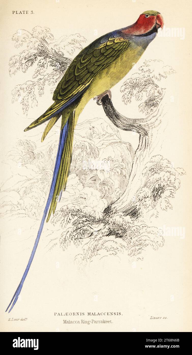 Long tailed parakeet psittacula longicauda hi-res stock photography and ...