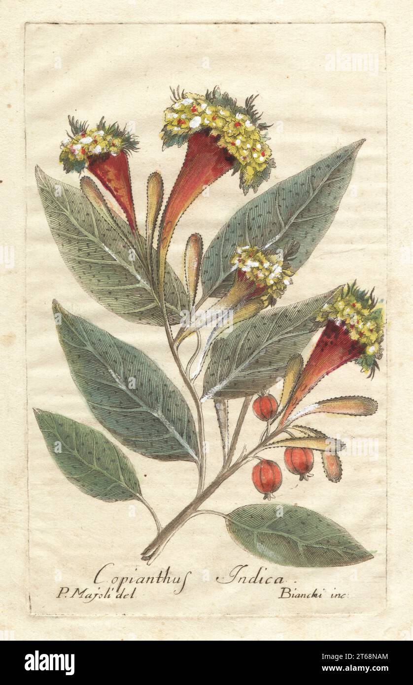 Kumkum tree hi-res stock photography and images - Alamy