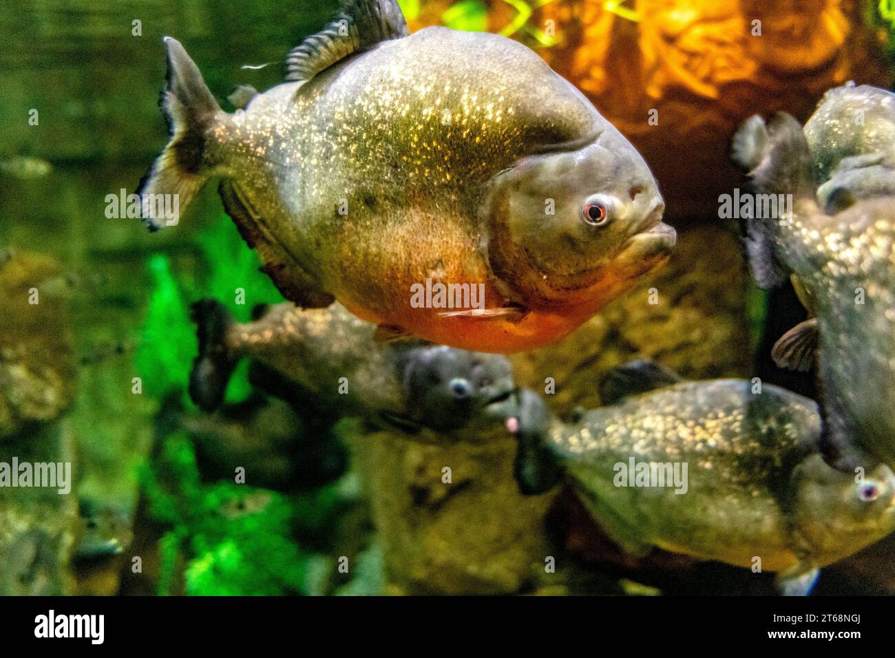 The red-bellied piranha is one of the most famous fish due to its ...