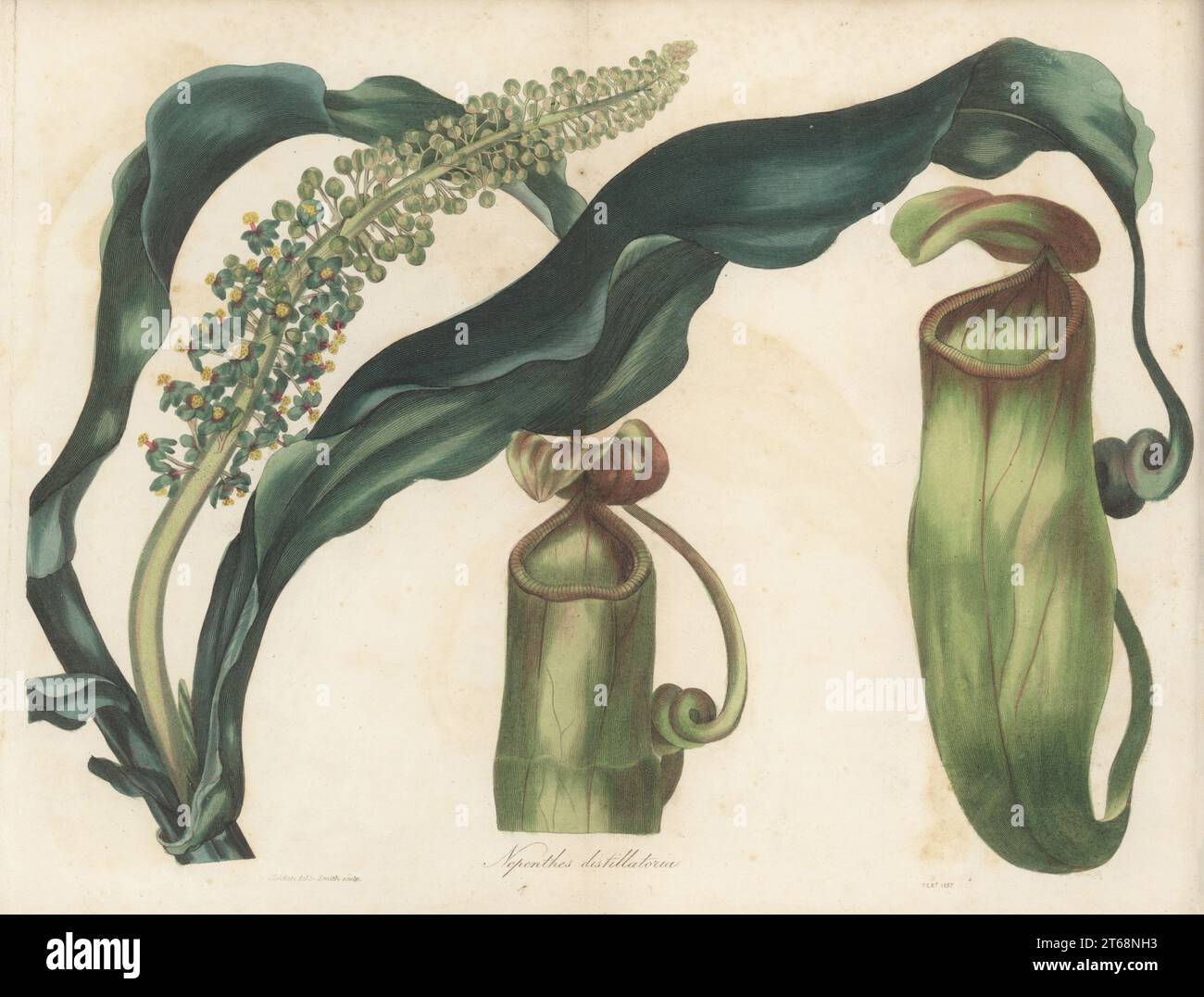 Pitcher plant, Nepenthes distillatoria. Vulnerable. Carnivorous plant ...