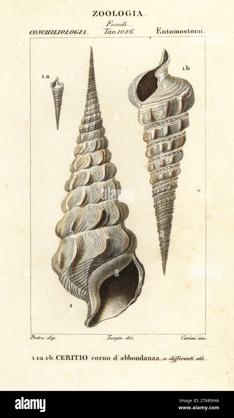 Fossil of an extinct horn of plenty cerith, Cerithium cornucopia ...