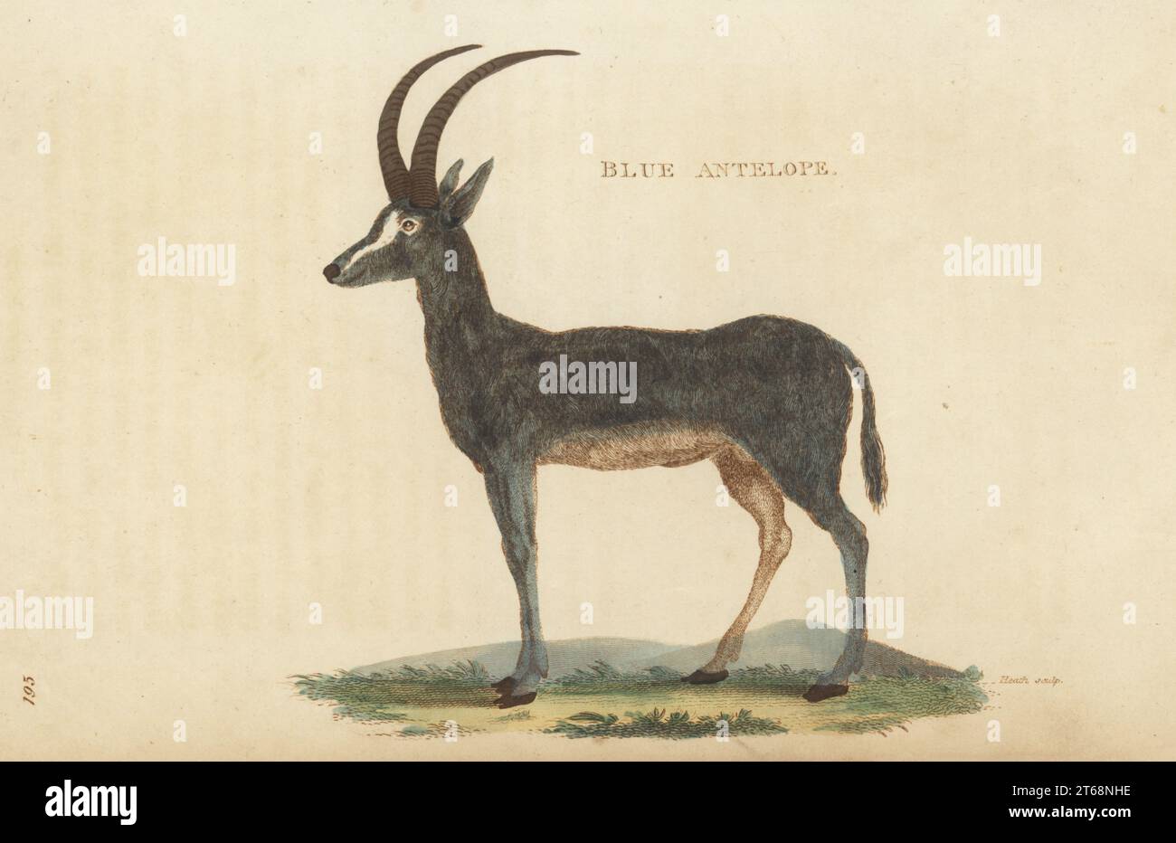 Bluebuck, Hippotragus leucophaeus, extinct. Blue antelope, Antilope ...