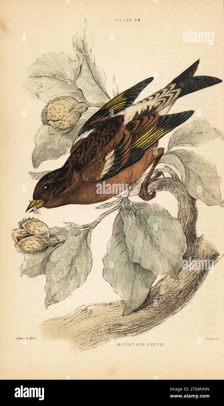 Mountain finch or brambling, Fringilla montifringilla. Handcoloured ...