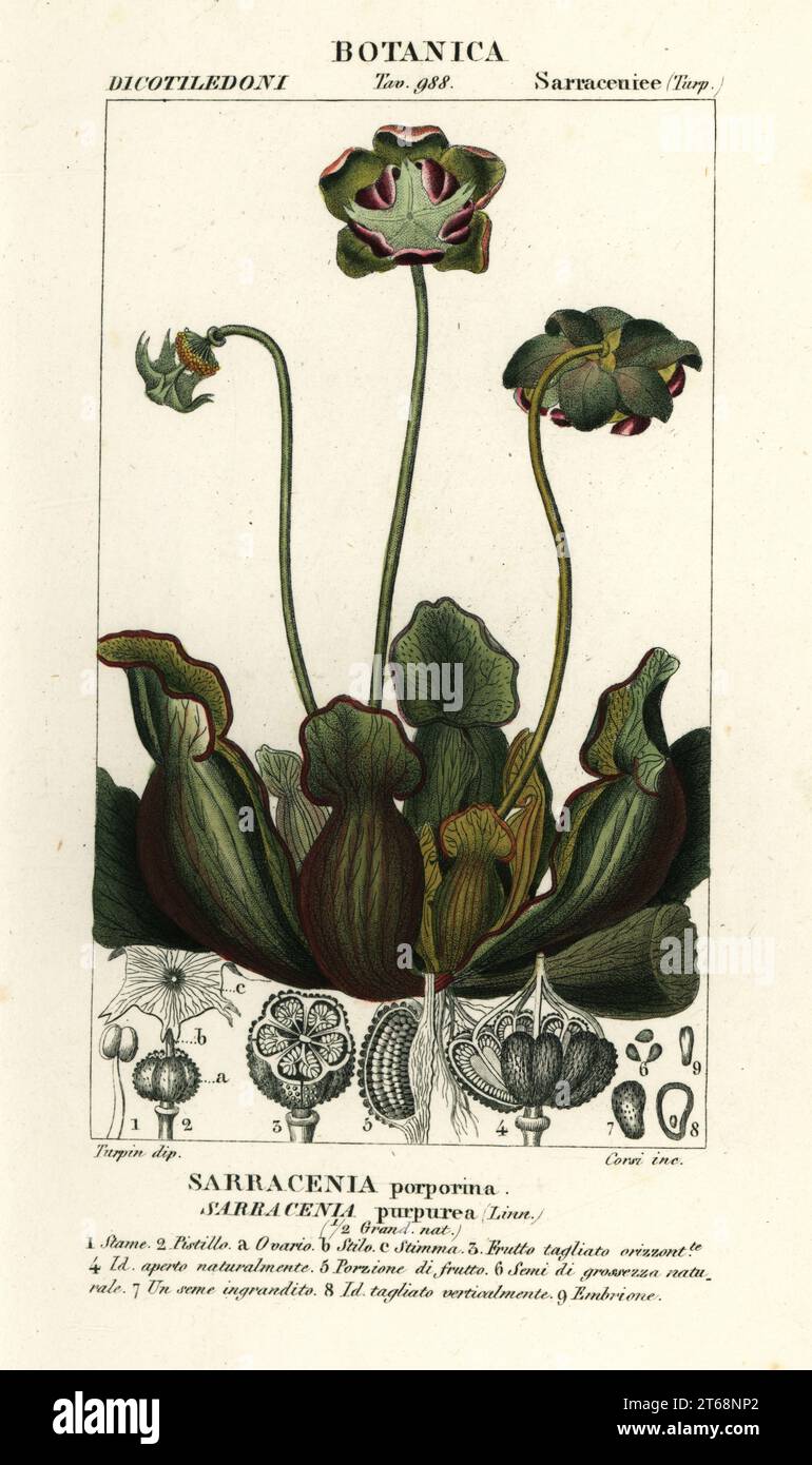 Purple pitcher plant, Sarracenia purpurea. Sarracenia porporina ...