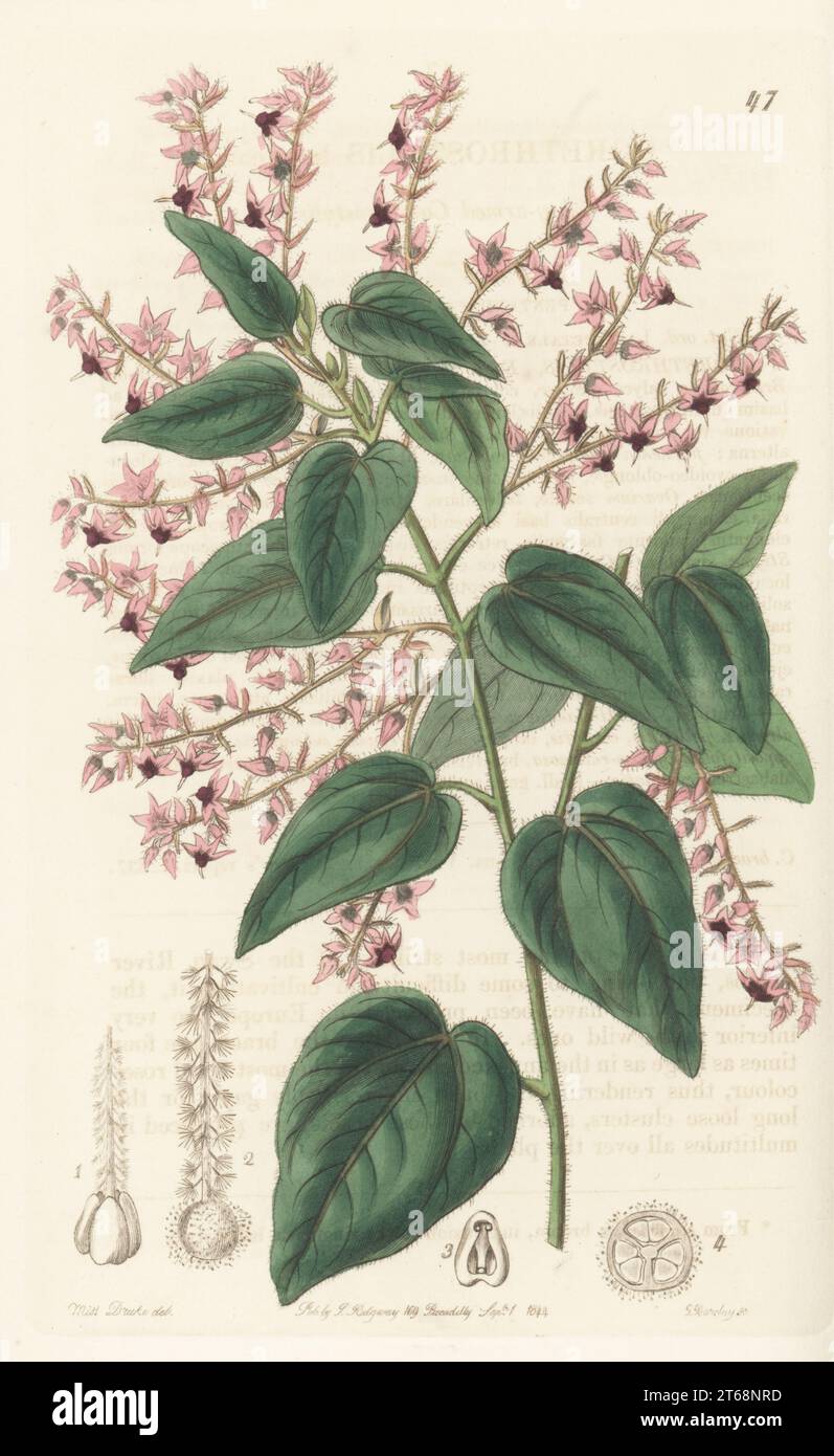 Helena velvet bush, Lasiopetalum bracteatum. Rare plant native to the ...