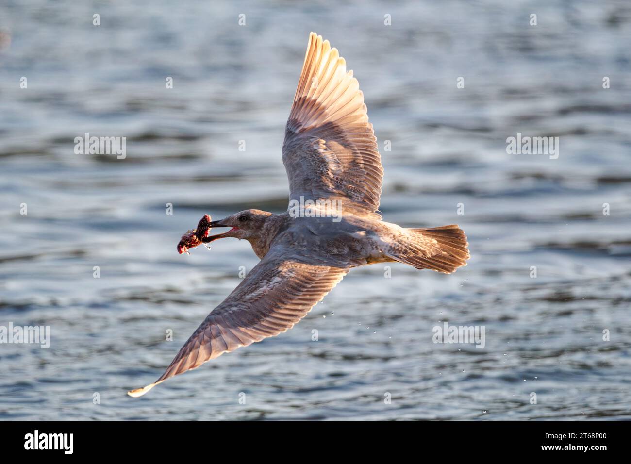 A seagull with a starfish in its beak flying over the calm lake Stock ...