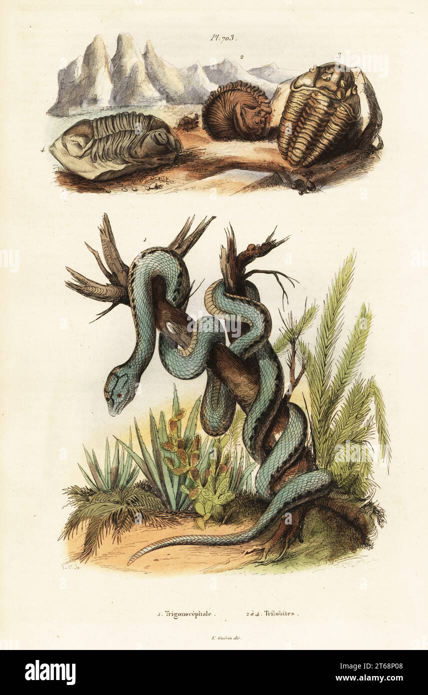 Fer-de-lance or Martinican pit viper, Bothrops lanceolatus ...