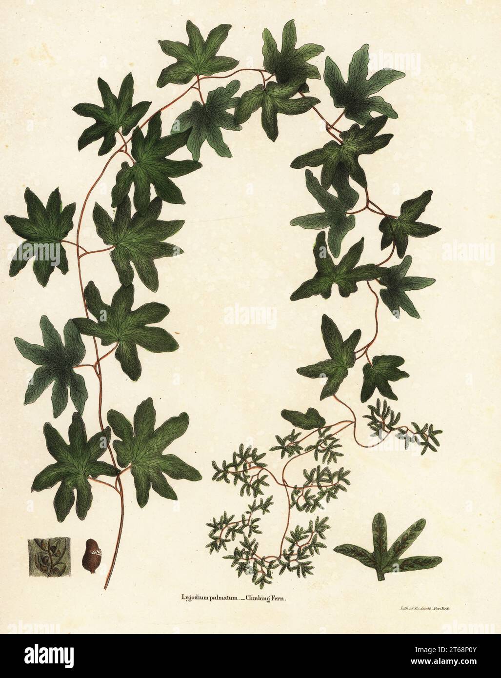 American climbing fern or Hartford fern, Lygodium palmatum ...