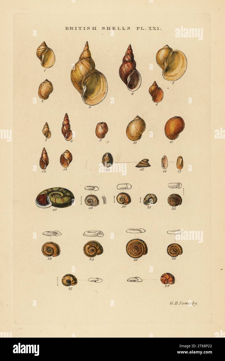 Freshwater snails, Limnæus, Physa, Ancylus, Planorbis, etc ...