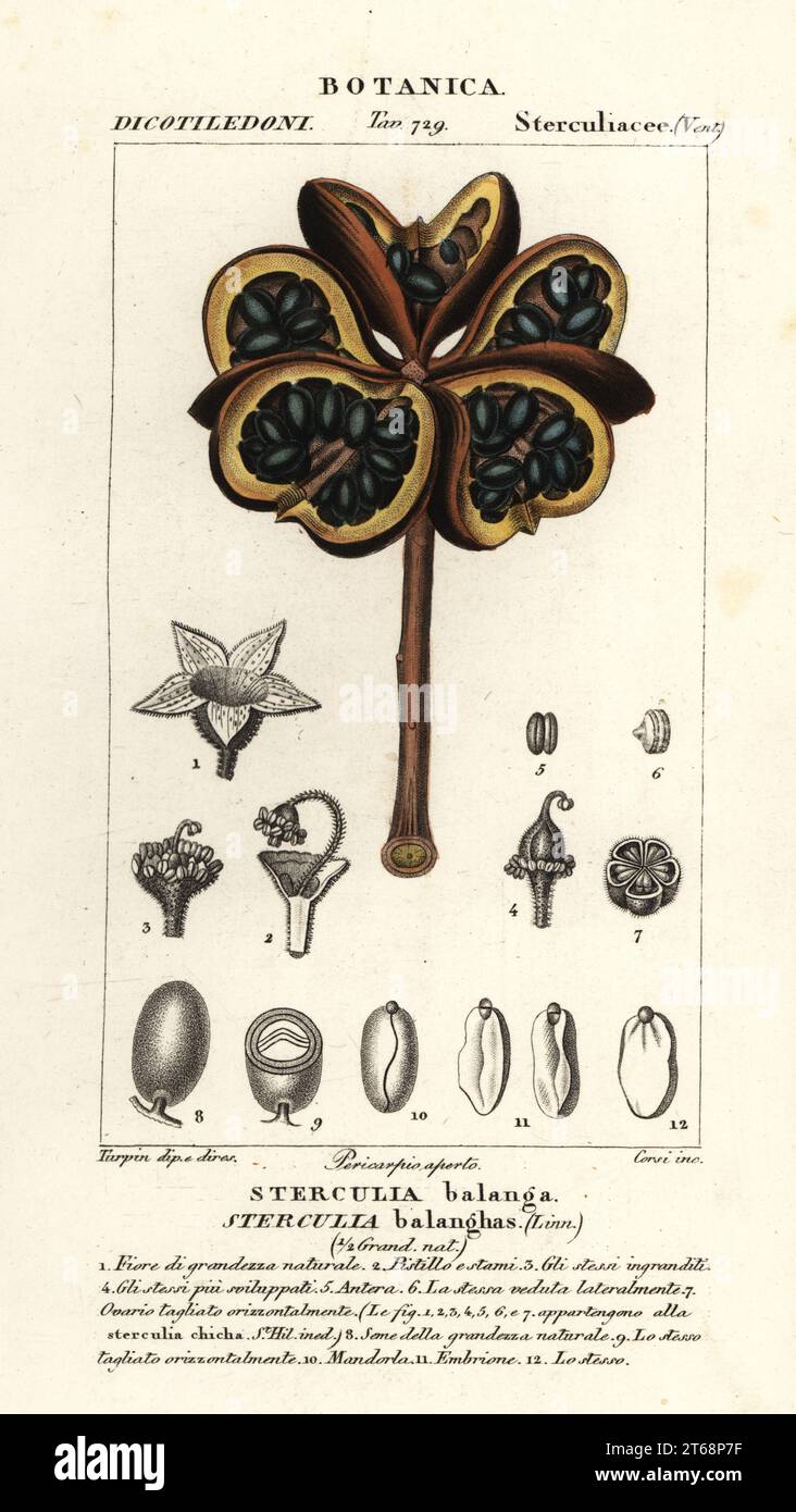 Tropical chestnut or nawa tree, Sterculia balanghas, Sterculia balanga ...