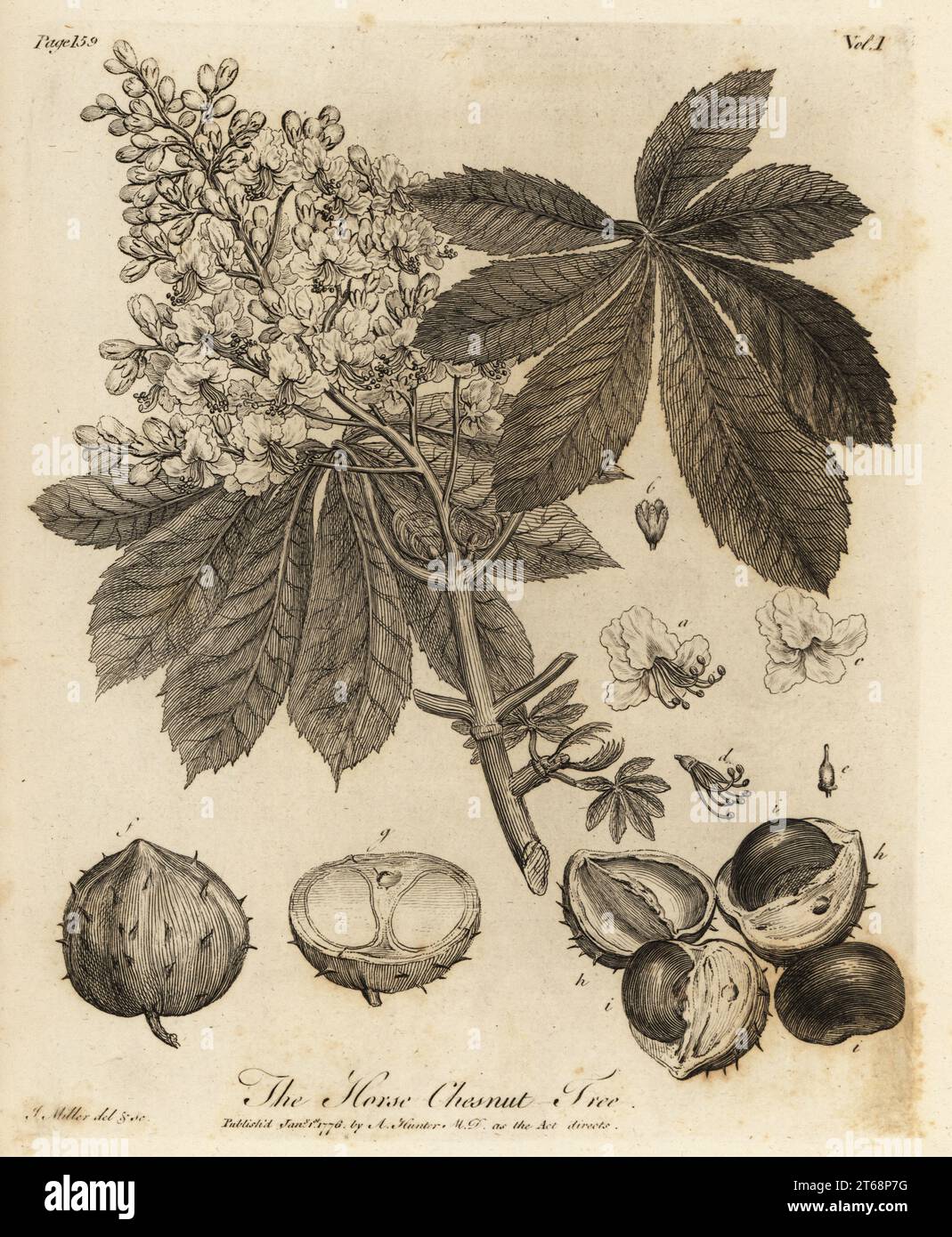 Horse chestnut, Aesculus hippocastanum. Horse Chestnut Tree, Aesculus ...
