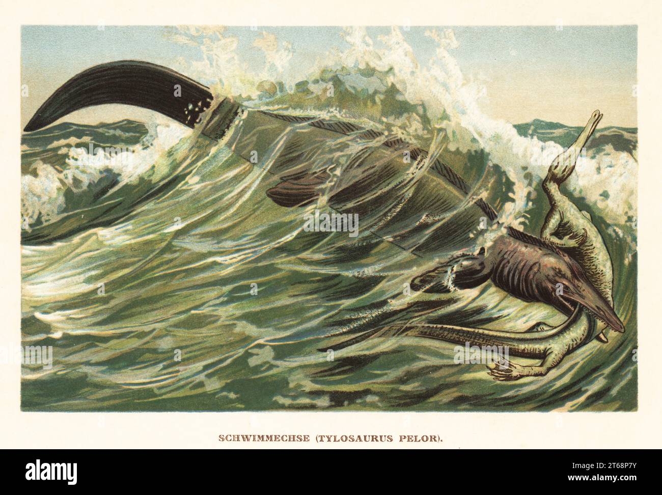 Tylosaurus hi-res stock photography and images - Alamy