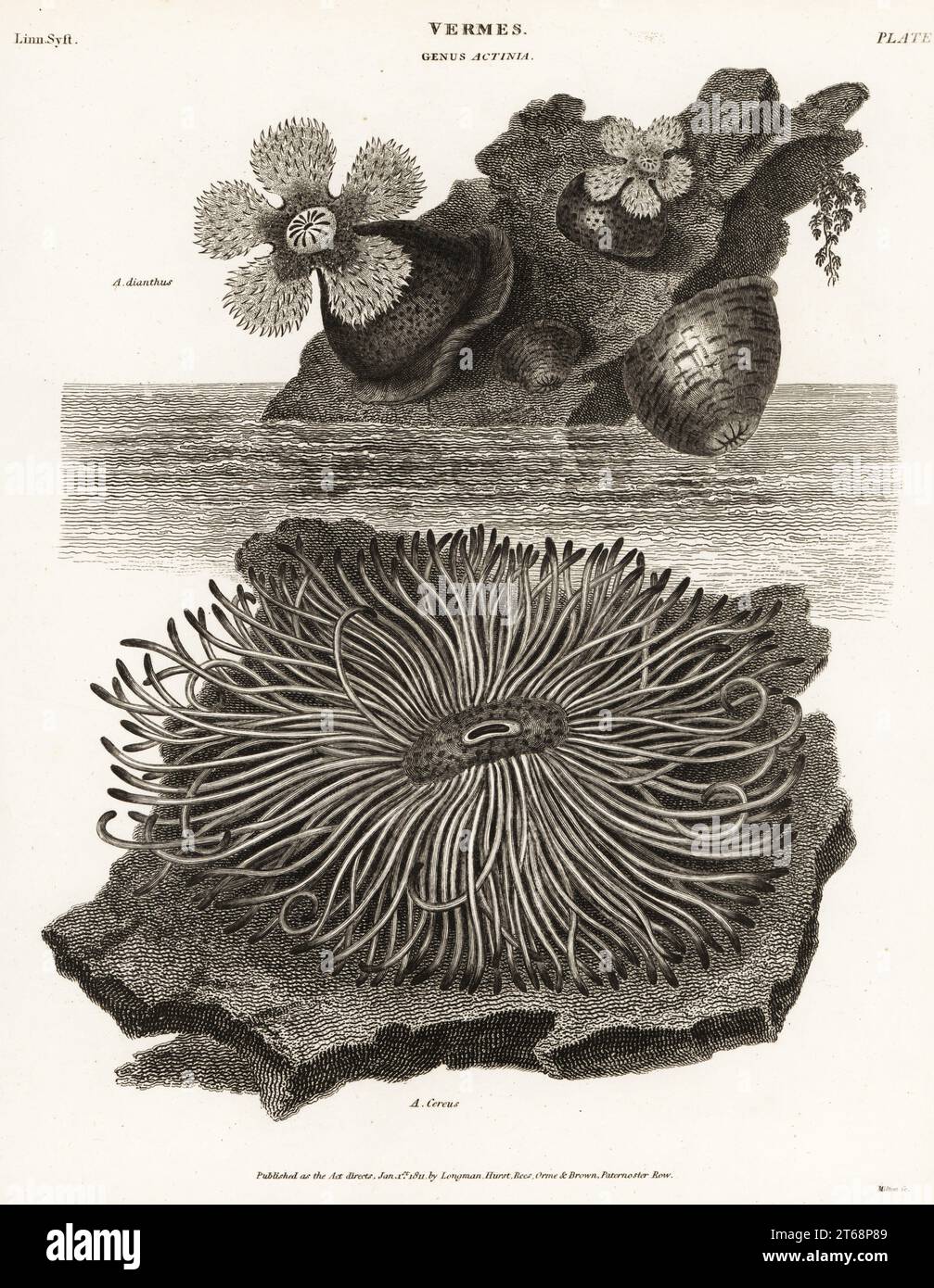 Actinia cercus hi-res stock photography and images - Alamy